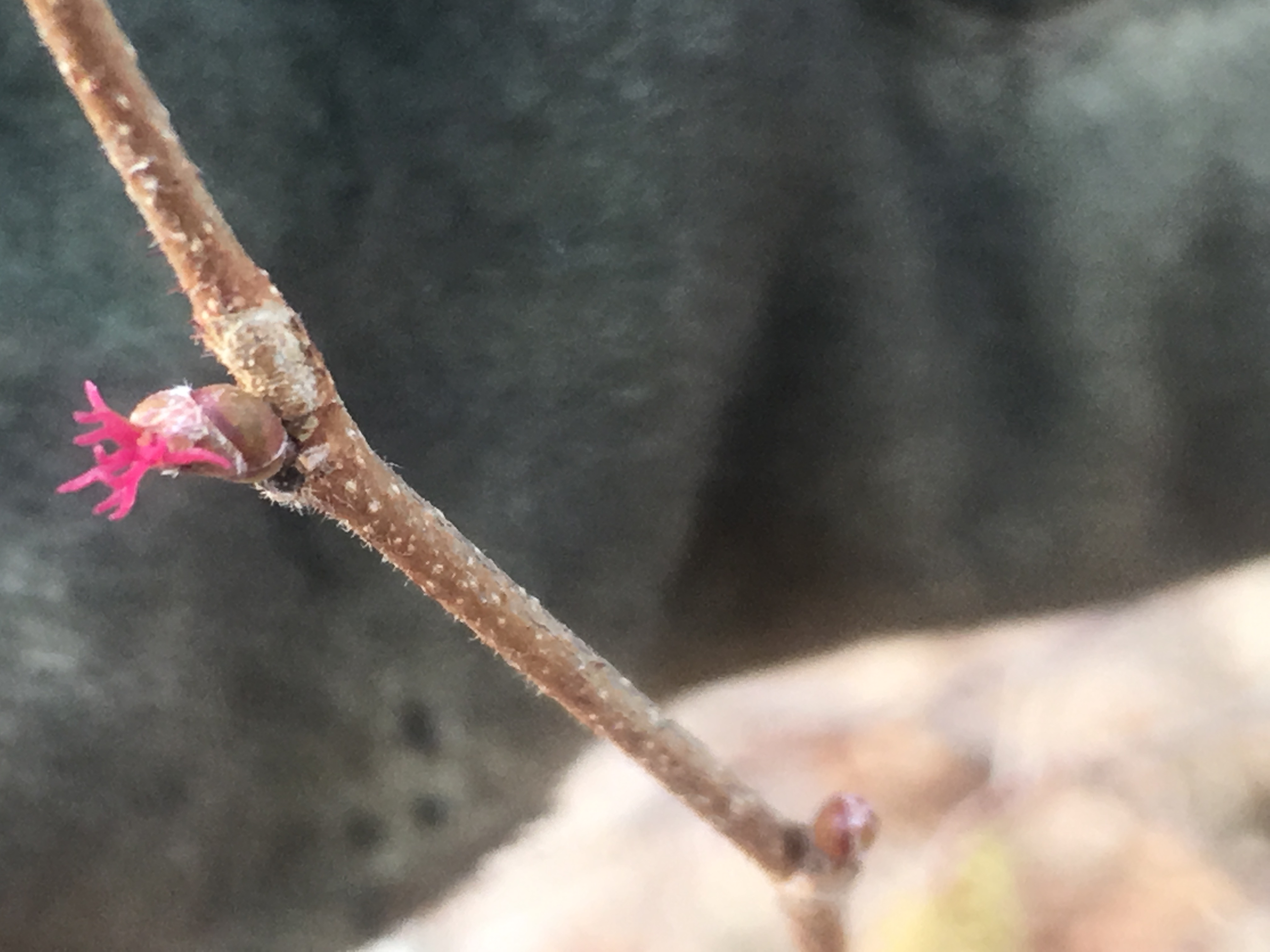 the easily-overlooked female hazelnut flower – Blue Heron Ministries
